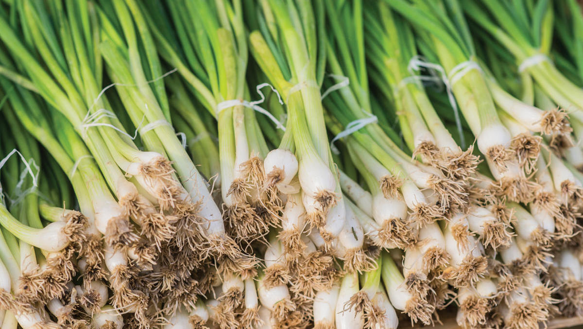 Mlada čebula mogočna varuhinja zdravja