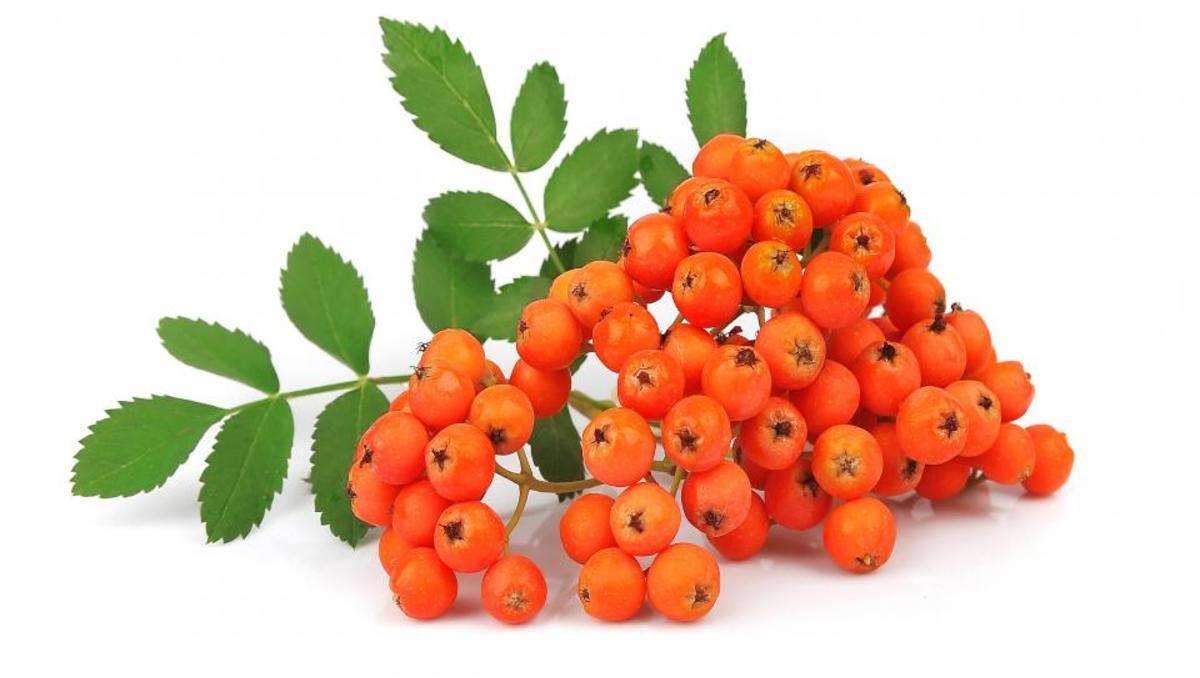 Jerebika (L. Sorbus Aucuparia)