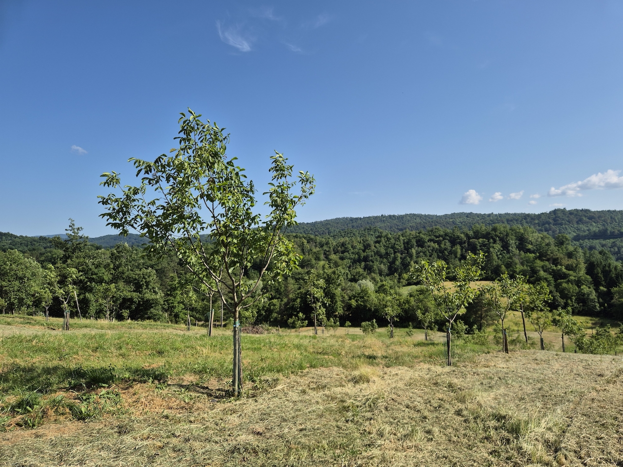 Zelišča in ledeni čaj: Kako kikbokser ustvarja zgodbo "Iz gozda"