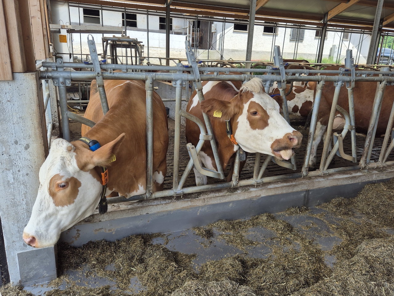 Mlekarna Celeia: Od molzišča do trgovskih polic v letu 2024