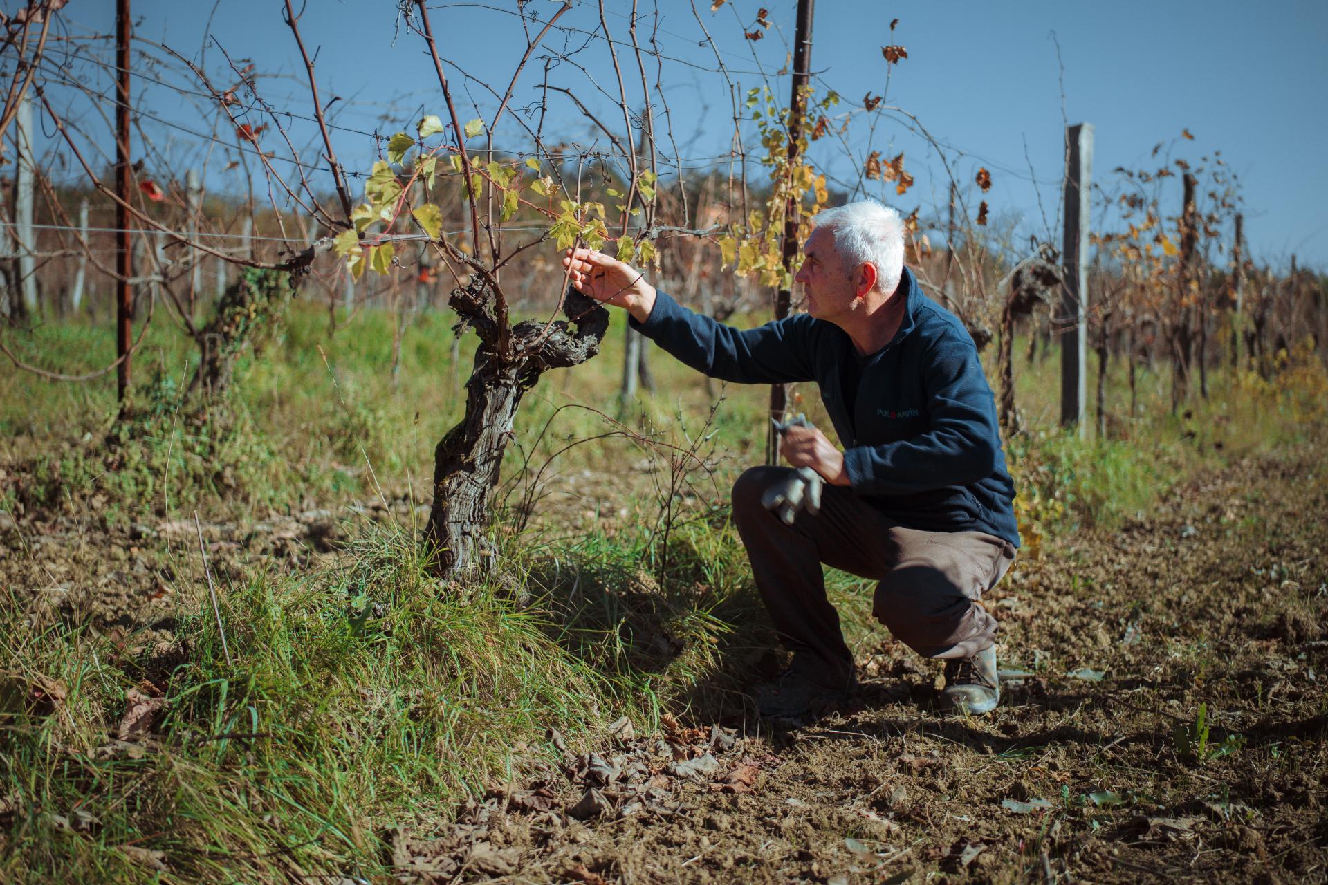 Kmetija Ražman: Istrska vinska zgodba z okusom tradicije