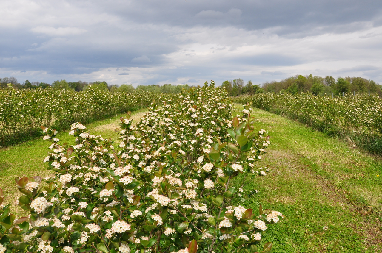 Biojogurt z aronijo združil ekološko mlekarno Krepko in PharmaFruit