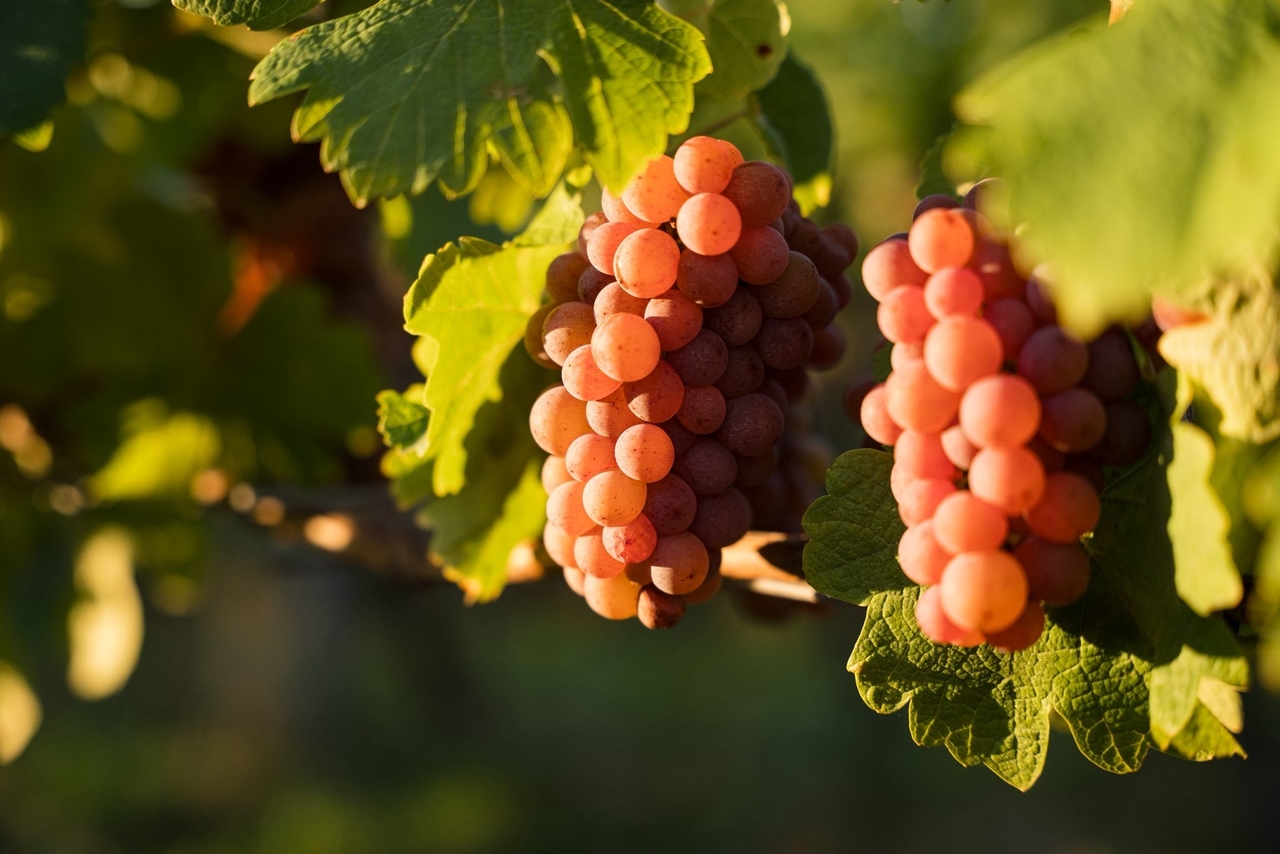 Predikati - izumirajoča kategorija vin?