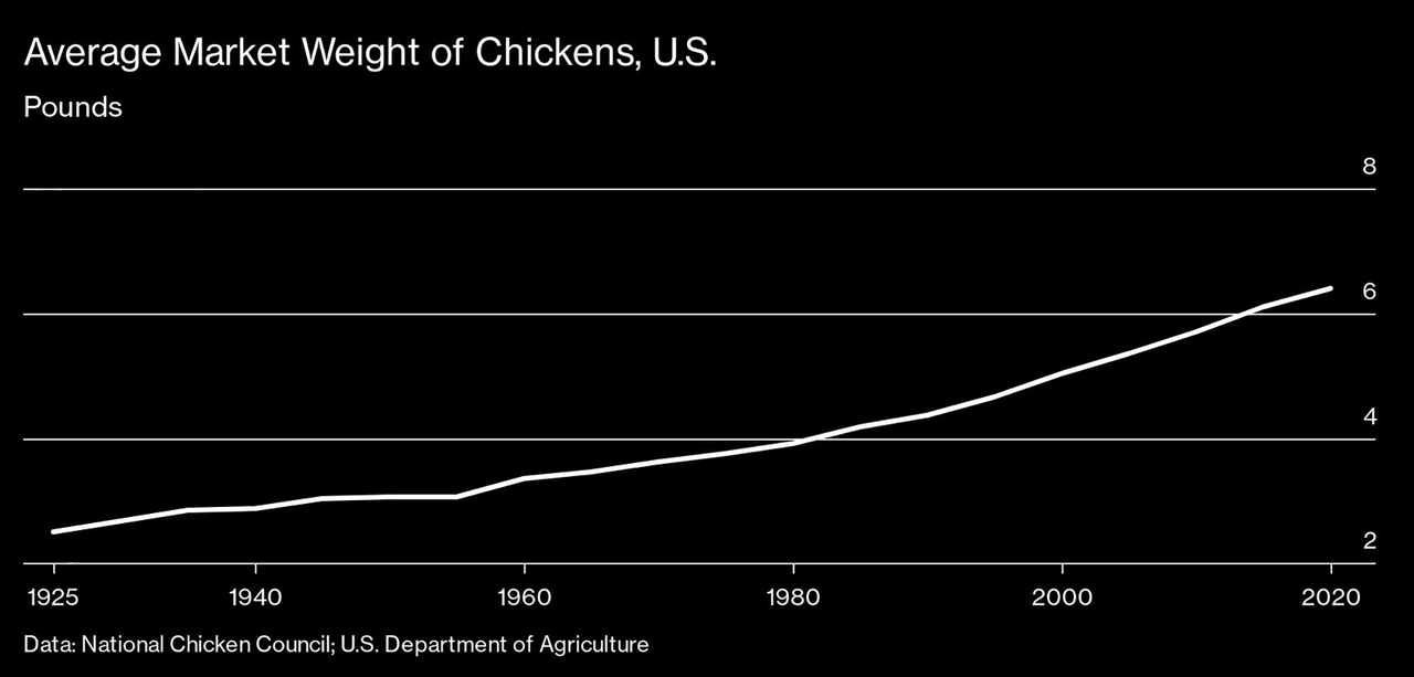Why Are Chickens Bigger Today? Some Farmers Want to Grow Them Smaller