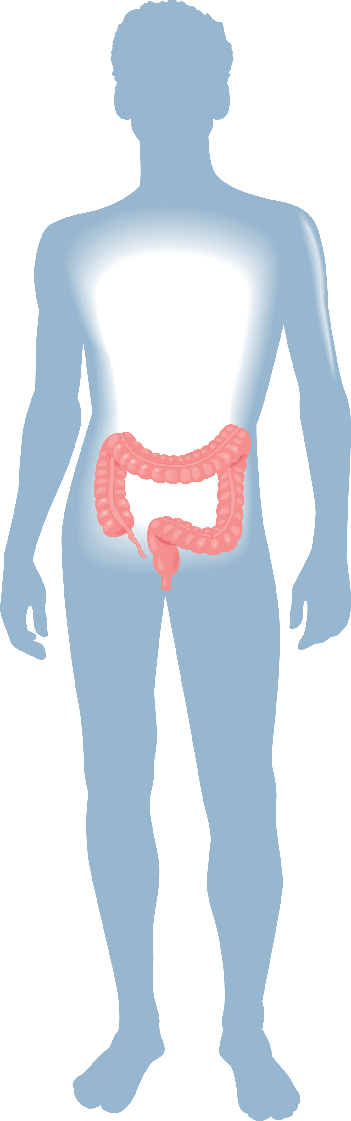 Kako deluje debelo črevo
