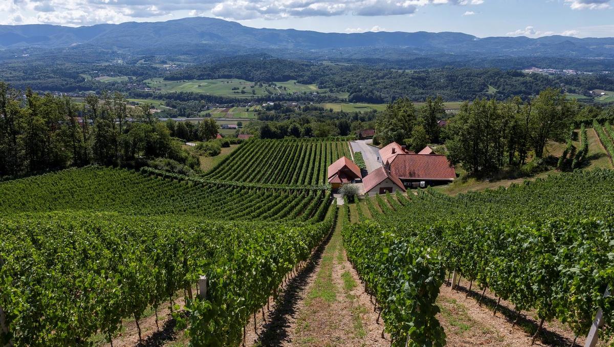 Vinska klet Colnar - oVinu.si