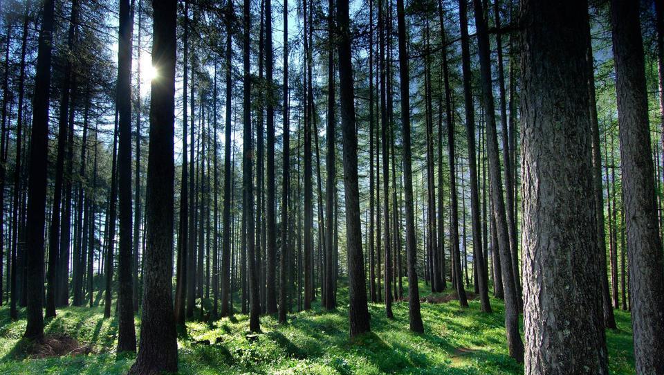 Slovenski državni gozdovi v 10 mesecih s 16 milijonov evrov dobička ...