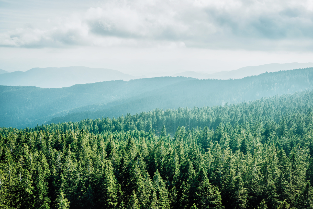 Kako se nam zapira okno pri razogljičenju