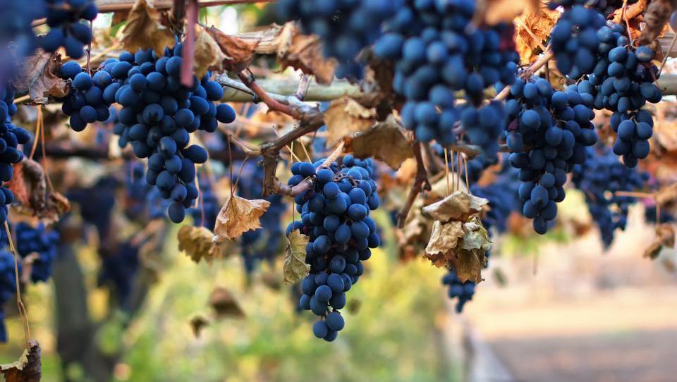 Rekordna letina krompirja, jabolk in hrušk, več bo grozdja, manj pa koruze