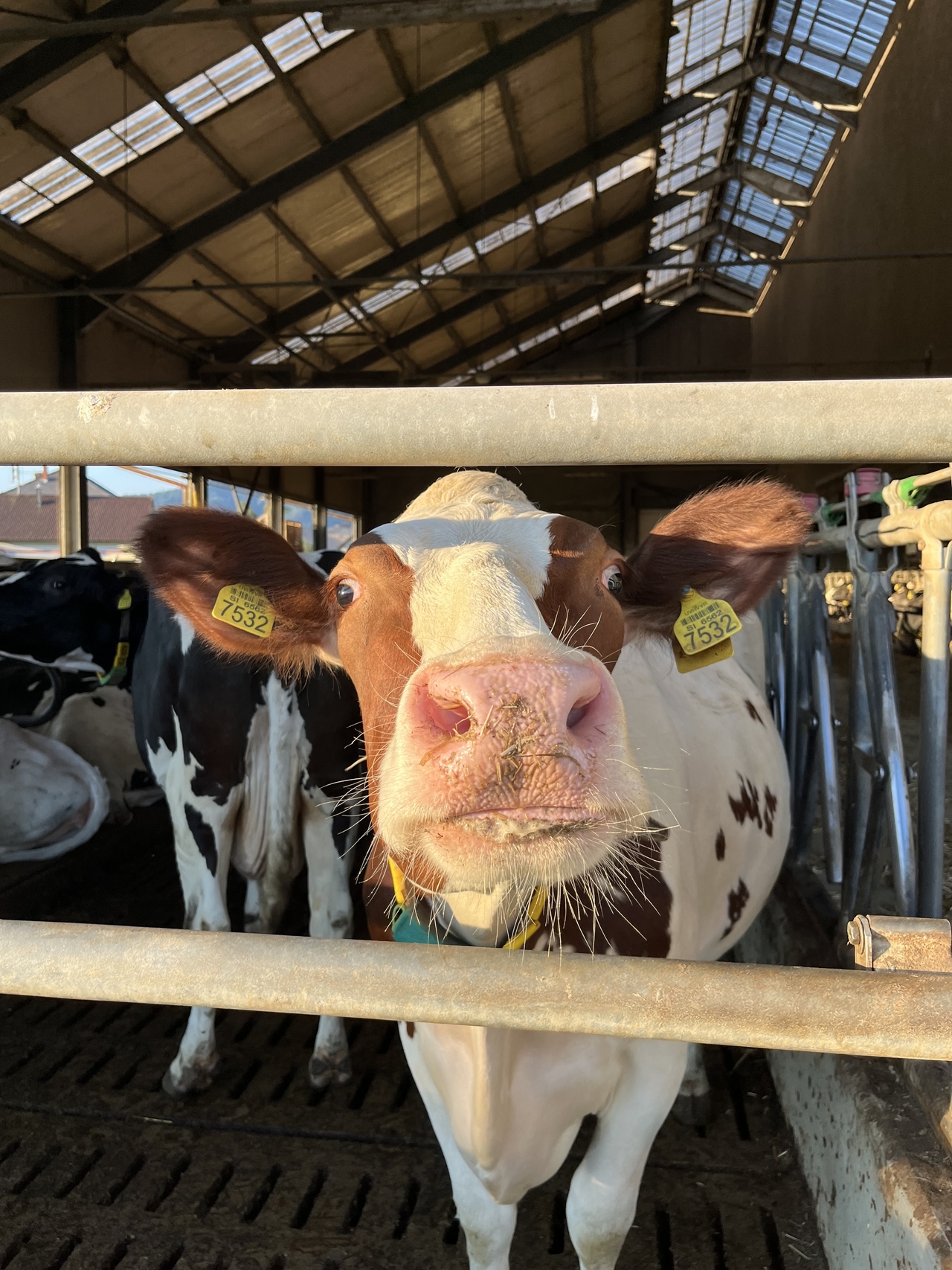 Kaj delajo kmetje in česa ne, da so tako uspešni