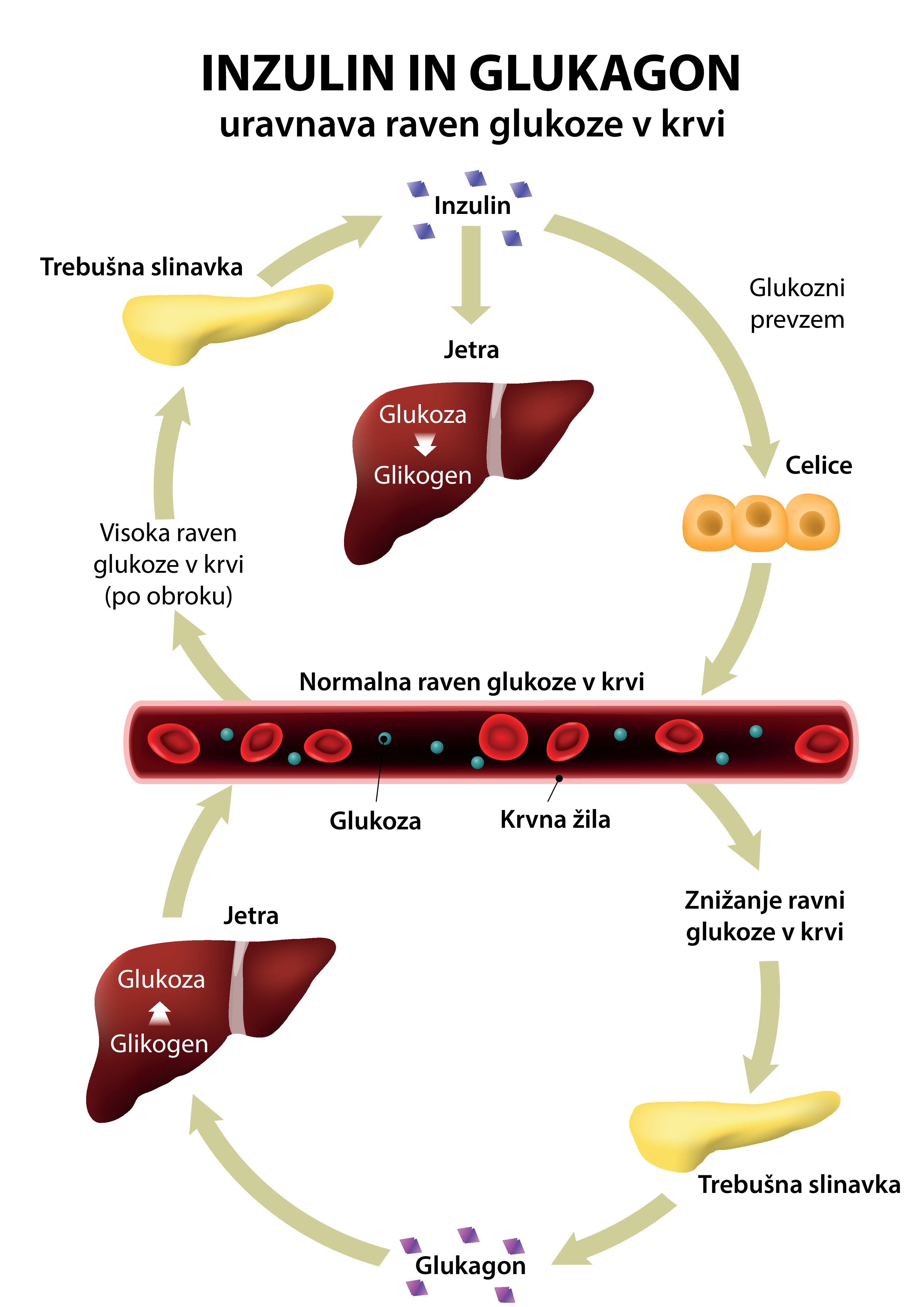 Glukagon, mediator bolezni ali zdravilo?