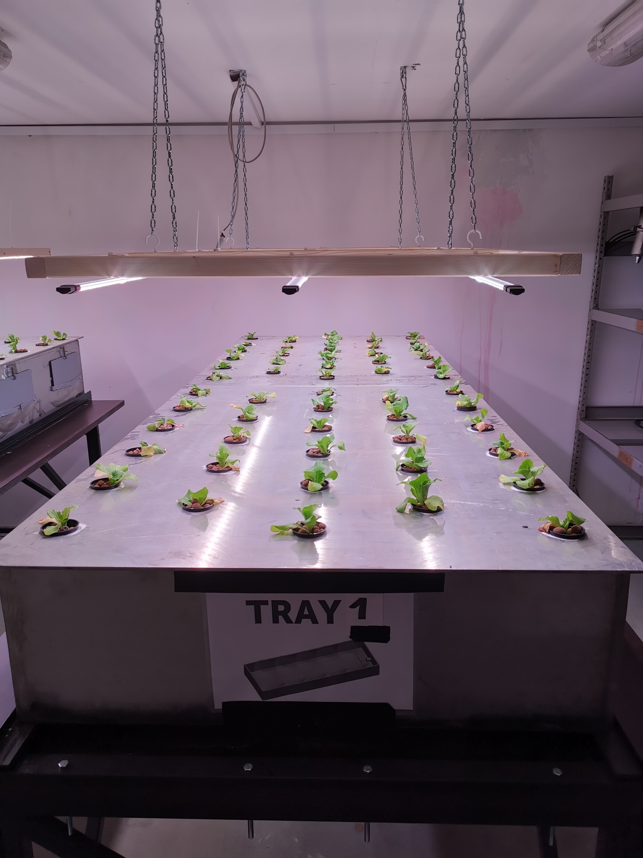 Solato bodo vzgajali več metrov nad tlemi