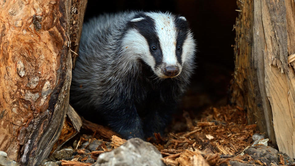 Jazbec gre na Savo Re in svizec zavija čokolado – pravljičen živalski ...