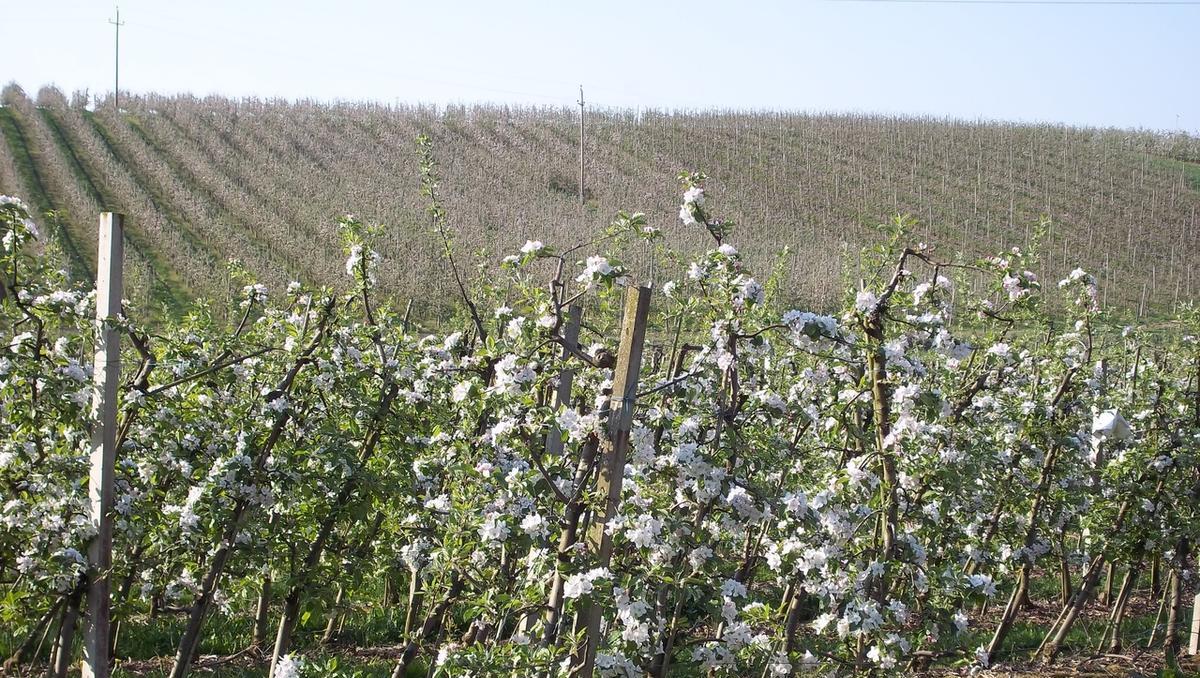 Dva razpisa za sadjarje, oljkarje, vinogradnike in hmeljarje