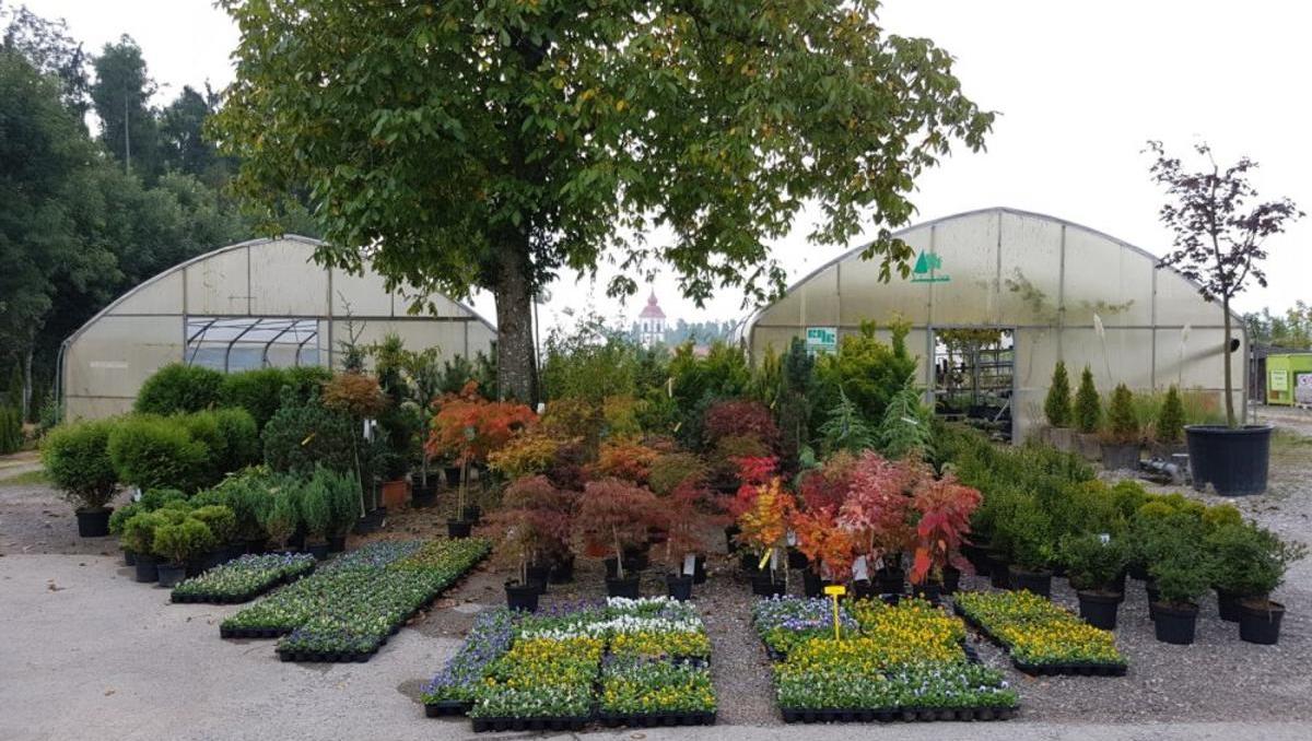 Kakšne rastline izbrati za lep in obstojen bivalni vrt