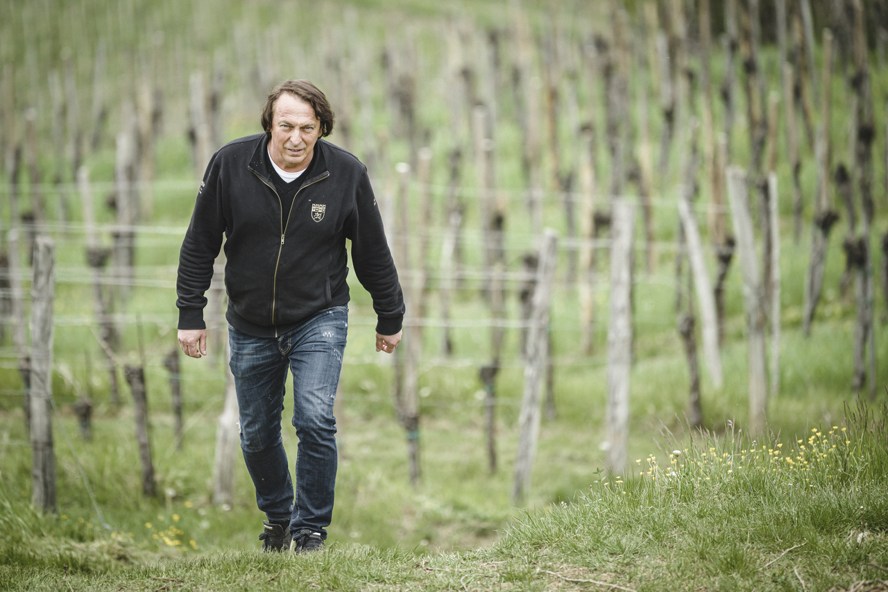 Vinski vodnik 2023: Goriška brda