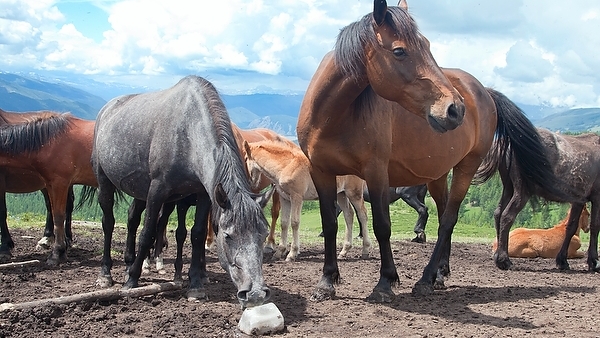 Zakaj je živinska sol pomembna v prehrani živali