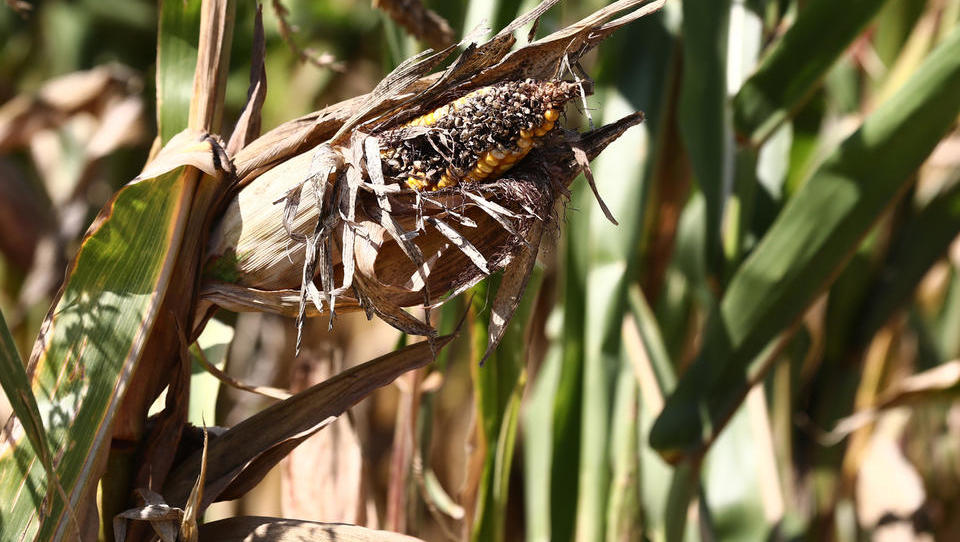 Pridelek koruze za zrnje bo tretjino manjši