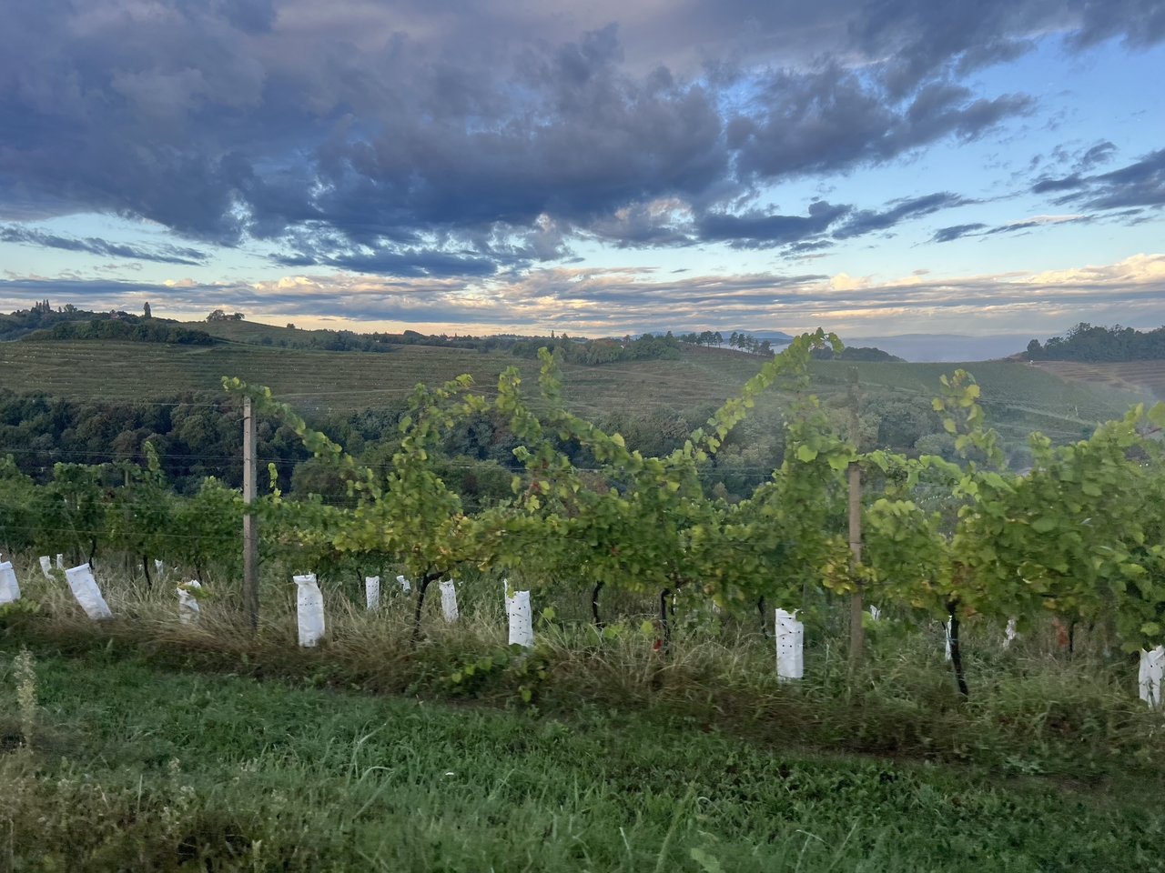 Zlata trsna rumenica ogroža slovensko vinogradništvo