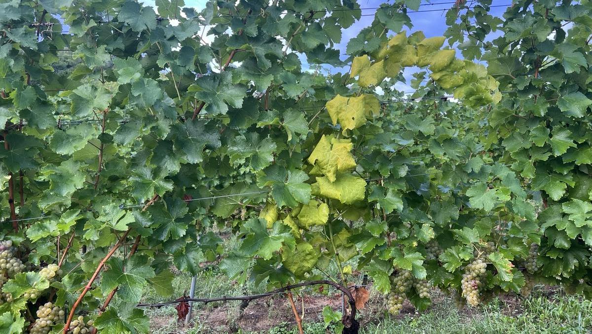Zlata trsna rumenica ogroža slovensko vinogradništvo