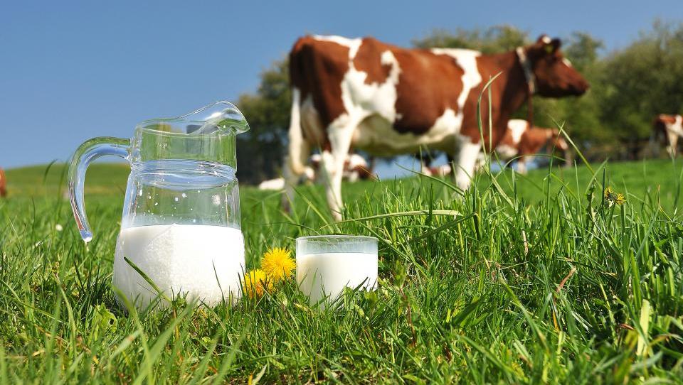 Zakaj je domače surovo mleko veliko bolj zdravo kot pasterizirano